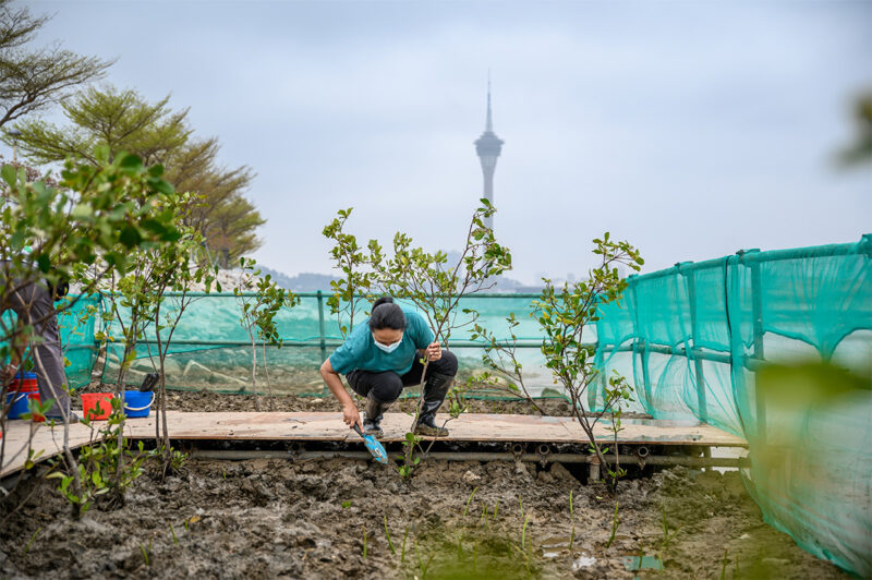 Mangrove Planting Activity – USJ Macao
