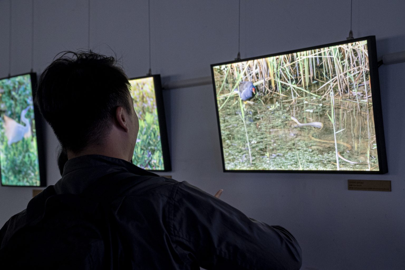 2024 Wetland Biodiversity Photography Exhibition Now Open! – USJ Macao